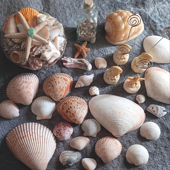 Custom Bundle | Accents | Large Assorted Nautical Seashell Decor Bundle ...